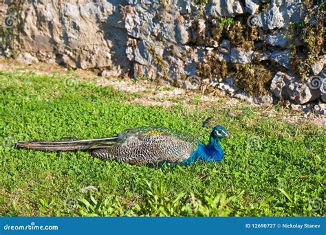 Peacock Resting Stock Image Image Of Colorful Sunlit 12690727