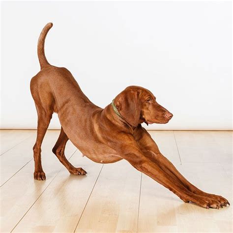 August 22 2014 Doggie Down Position Player Vizsla 2014©barbara O