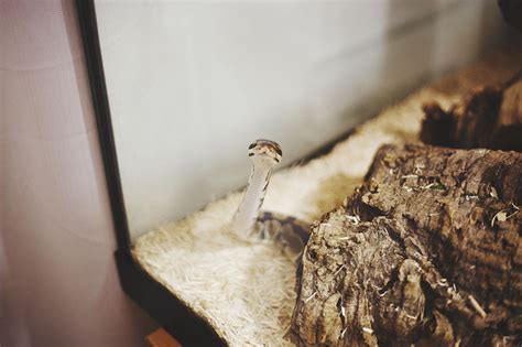 About My Pet Python
