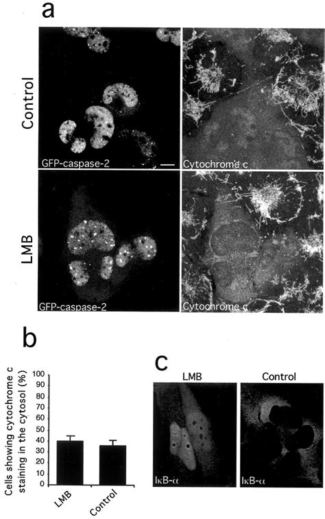 Caspase 2 Mediated Release Of Cytochrome C From Mitochondria Is