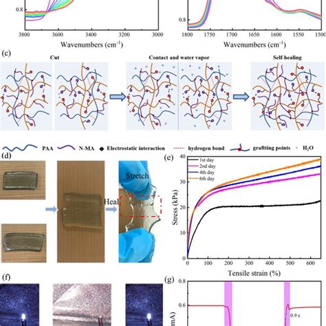 Anti Fatigue Properties Of The Hydrogel A Continuous Cyclic