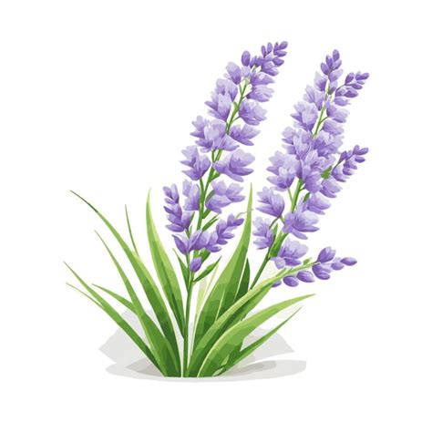 Premium Vector Lavendar Vector