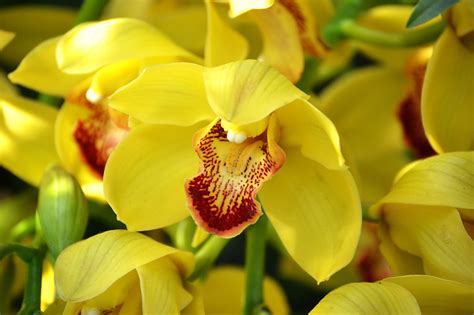 Yellow Flower Stems On Orchids At Ellen Robin Blog