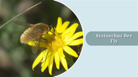 13 Types Of Bee Fly Identification With Picture