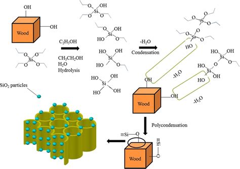 schematic illustration of the preparation of sio2 modified wood