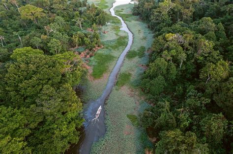 Tracking Pink Dolphins In The Amazons Flood Plains
