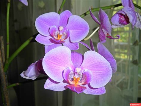 Фото: Орхидея. Фотолюбитель Елена П. (Елена29180) . Макро. Фотосайт ...