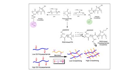 Multivalent Polyaspartamide Cross Linker For Engineering Cell
