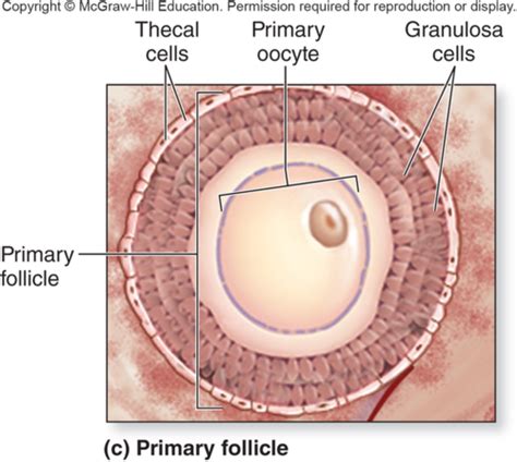 Reproductive Flashcards Quizlet Reproductive Flashcards Quizlet