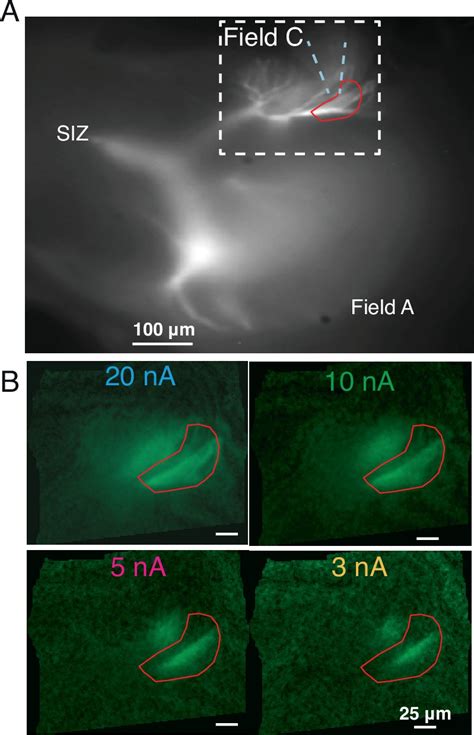 Figures And Data In Contrast Polarity Specific Mapping Improves Efficiency Of Neuronal