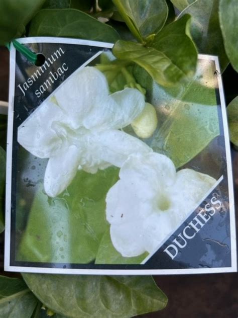 Arabian Jasmine Duchess Guildford Garden Centre