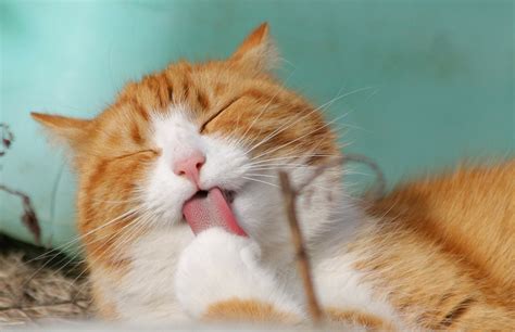 Python包管理工具深度解析venvcondapoetry与uv SKYFAKER