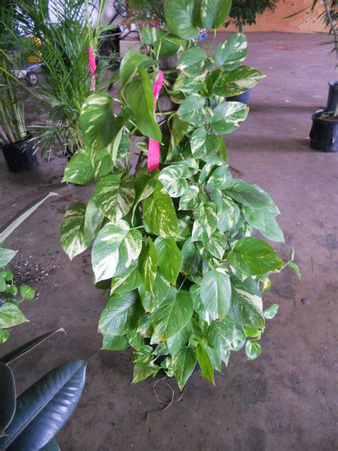 Philodendron Totem Rockledgegardens Flickr