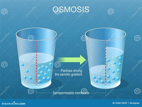 Osmosis Experiment With Semi Permeable Membrane Stock Illustration Illustration Of