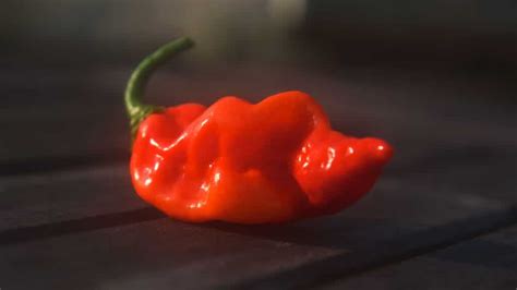 Chile Dátil Escala Scoville