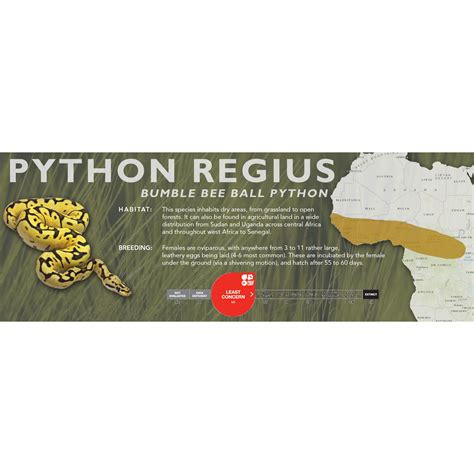 Ball Python Python Regius Classic Vivarium Label Cloud Forest Design