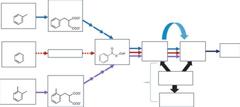 2 Anaerobic Biodegradation Pathways For Benzene Toluene And Xylene Download Scientific
