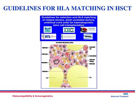 PPT PRINCIPLES OF HLA TYPING HLA MATCHING IN HSCT David Smillie H I NHSBT Sheffield
