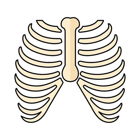 Illustration Of Rib Cage 67183932 Vector Art At Vecteezy