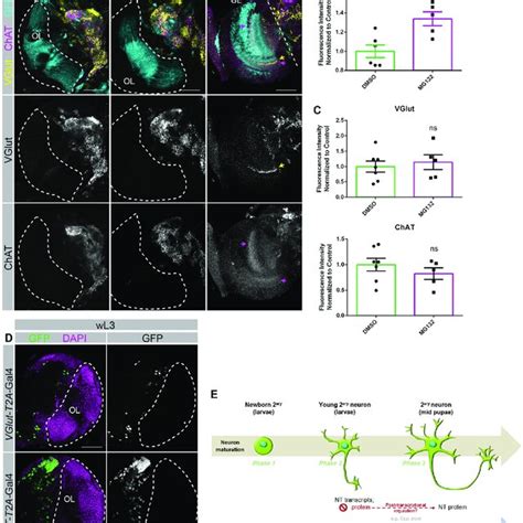 Transcriptomic Differences In Neurons Identify 2 Phases Of Maturation