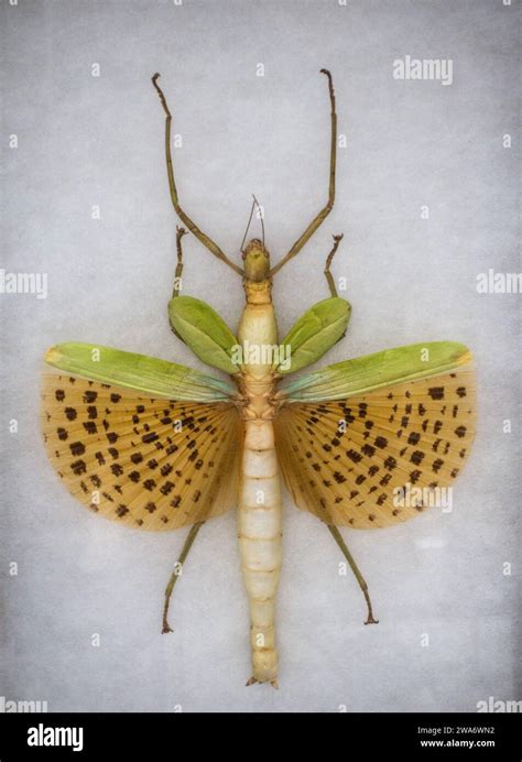 Giant Colorful Phasmid Bug Largest Stick Insect Wings Indonesian Islands Hi Res Stock