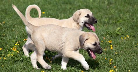 Kangal Shepherd Dog Animal Pictures A Z Animals