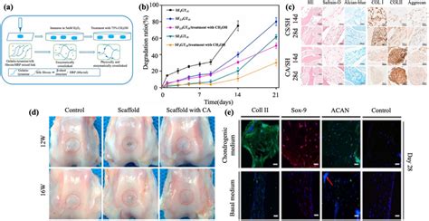 A Schematic Diagrams Of The 3d Sf Gt Hydrogel Scaffold Synthesis B Download Scientific Diagram