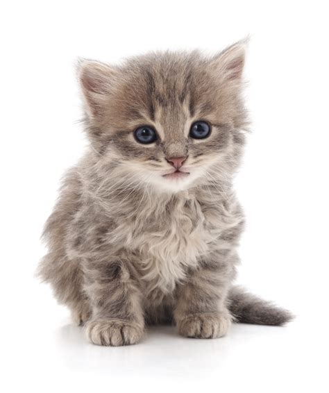 고양이가 귀여운 이유 보기만 해도 도파민이 분비된다고 비마이펫 라이프