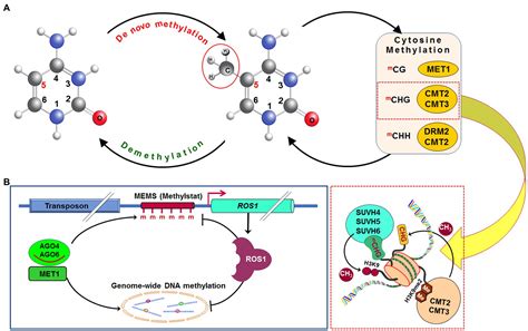 Frontiers Dynamics Of Dna Methylation And Its Functions In Plant