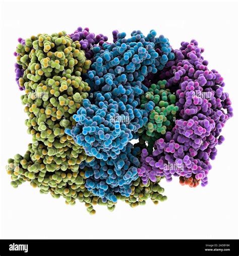 Ap2 Clathrin Adapter Complex Computer Model Showing The Structure Of An Adapter Protein Complex