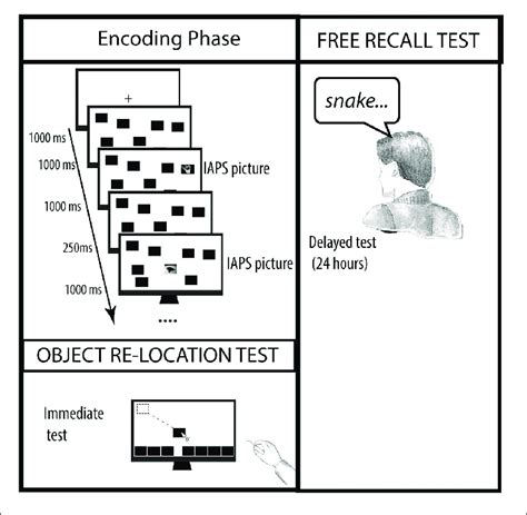 A Schematic Representation Of The Experimental Procedure Used In All Download Scientific