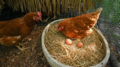 Shamo Chicken Breed Majestic And Mighty Grow Chicken