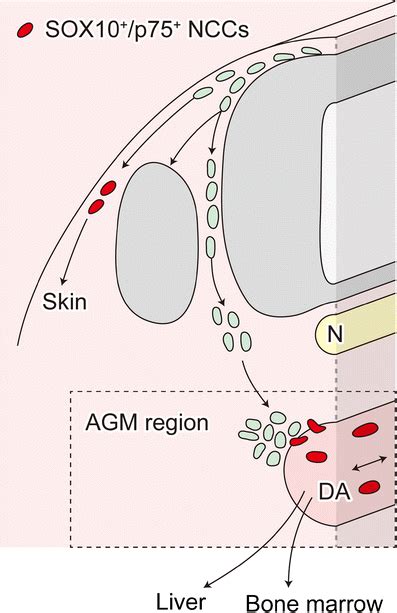Putative Cellular Sources Of Stage 4s Neuroblastoma Neural Crest Cells Download Scientific