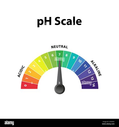 Colorful Ph Level Scale Chart Indicator Diagram Value Alkaline Neutral Acidic Solution Stock