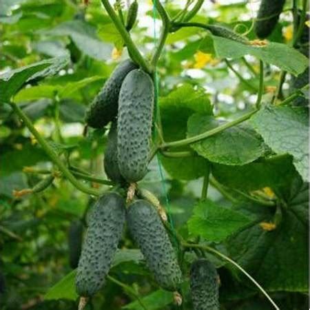 SV 4097 CV F1|UBORKA|szatmarivetomag|hollandvetőmag|seminis