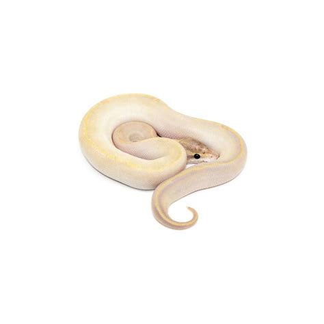 Python Royal Ivory Python Regius