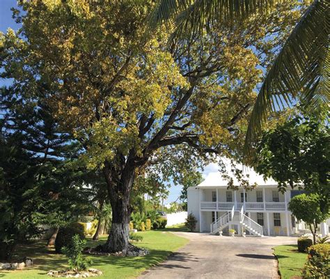 Magnificent mahogany - Cayman Compass