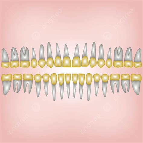 Gold Tooth Premolar Object Healthy Vector Premolar Object Healthy