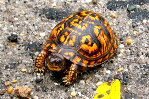 Eastern Box Turtle Pa Herp Identification