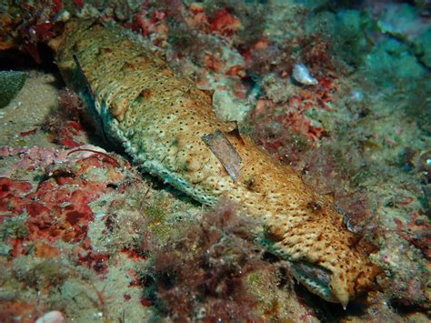 Holothuria Sanctori Species Profile Features And Distribution