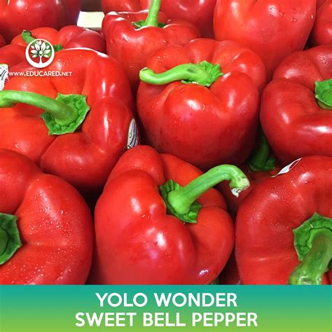 Yolo Wonder Sweet Bell Pepper Seeds Educared