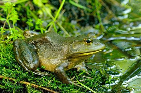 Fotogalerie: Skokan volský (Lithobates catesbeianus)