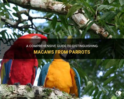 A Comprehensive Guide To Distinguishing Macaws From Parrots PetShun