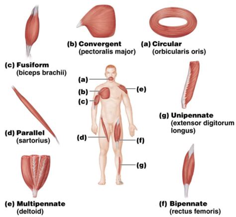 Anatomy Chapter 11 Axiel Muscles Flashcards Quizlet