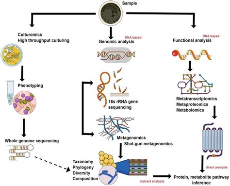 Diverse Techniques For Detecting And Analyzing The Microbiota And