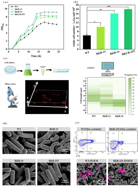 Figure 3 From Design Build Test Of Recombinant Bacillus Subtilis