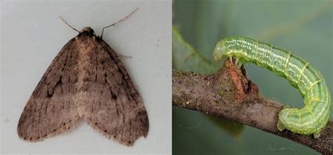 Растителнозащитни дейности в овощната градина през октомври Български Фермер