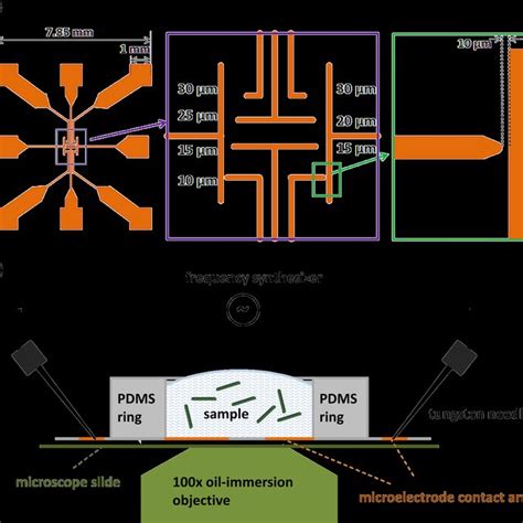Experimental Set Up For The Investigation Of The Dielectrophoretic Download Scientific Diagram