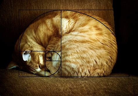 Fibonacci S Cat
