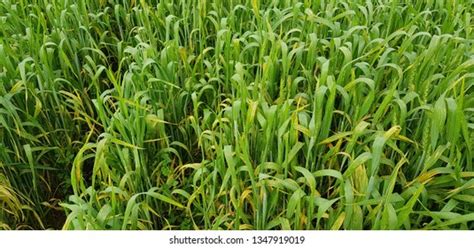 6 Hundred Wheat Yellow Rust Royalty Free Images Stock Photos Pictures Shutterstock